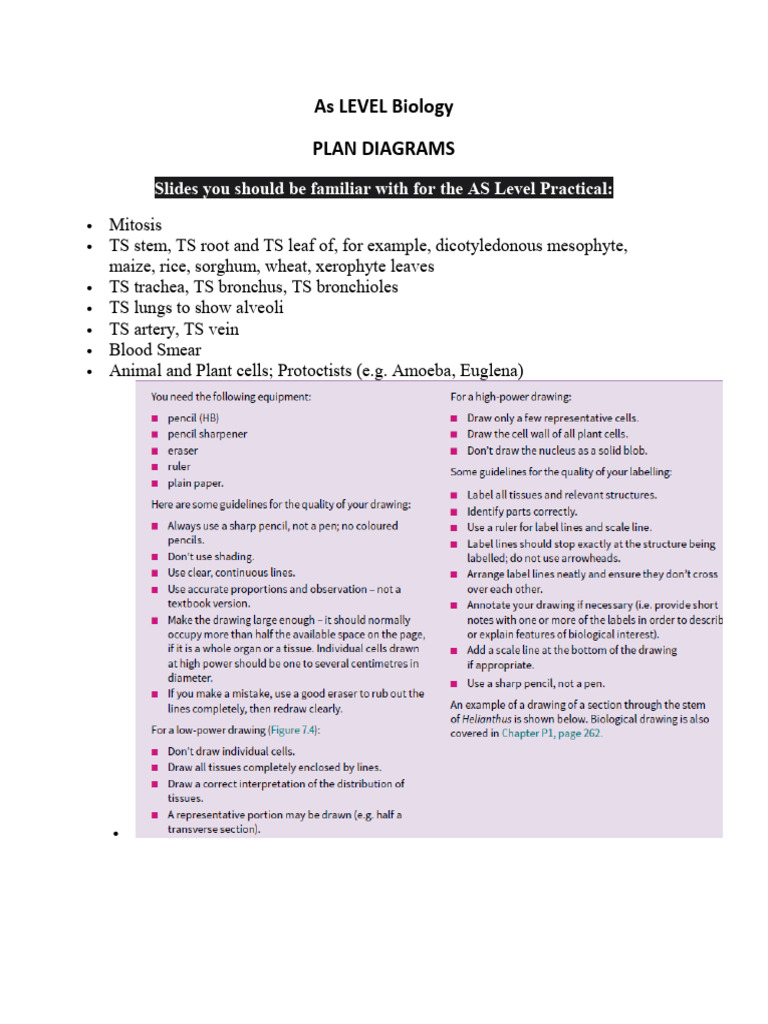 AS Level Biology Plan Diagrams Guide | PDF | White Blood Cell | Cell ...