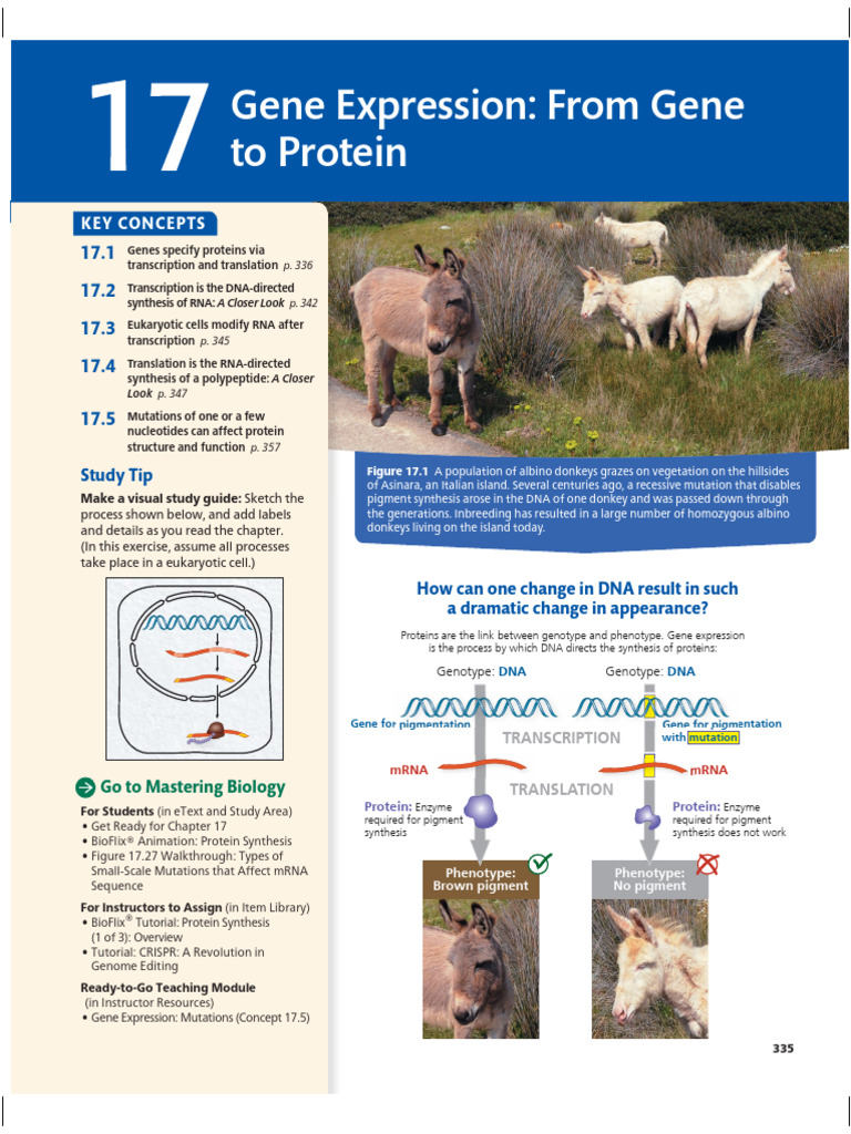 Ch17- Gene Expression From Gene to Protein - Campbell Biology 12th ...