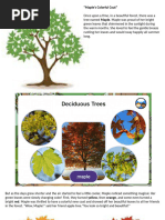 Maple Tree Life Cycle Explained | PDF | Maple | Flowers