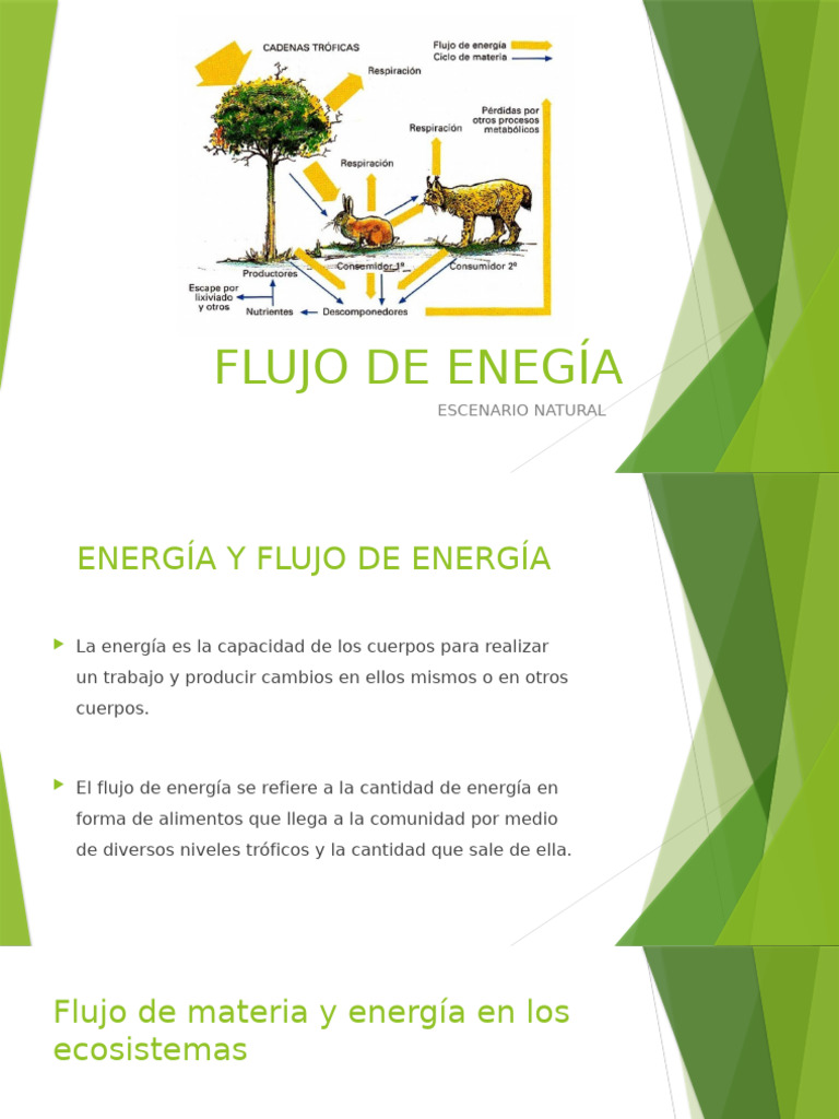 Flujo de Energía en Ecosistemas Naturales | PDF