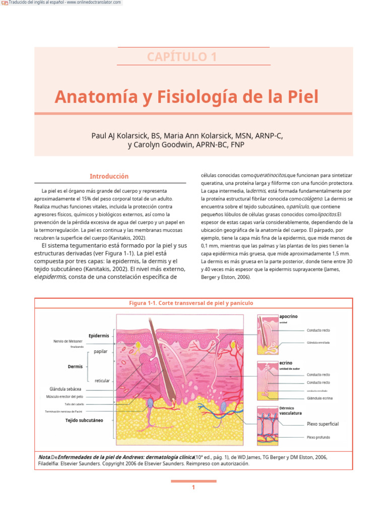 Anatomia y fisiologÃ_a de la piel.en.es | PDF | Epidermis | Piel
