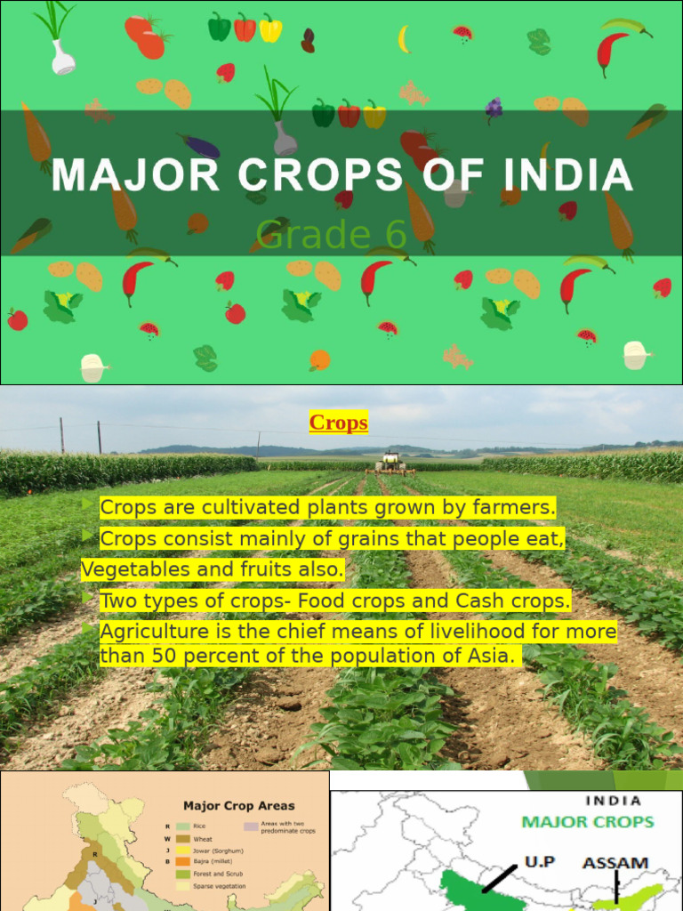 Major Food and Cash Crops Overview | PDF | Green Revolution | Agriculture