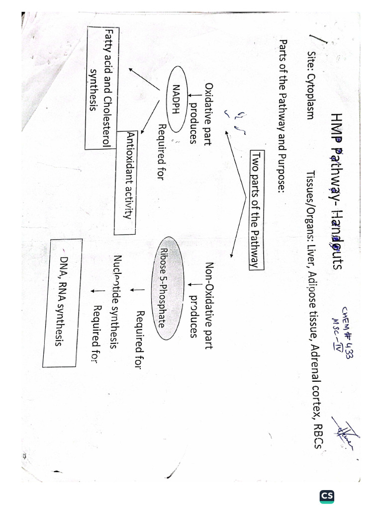 HMP Pathway Handout | PDF