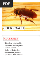 Cockroach Ncert | PDF