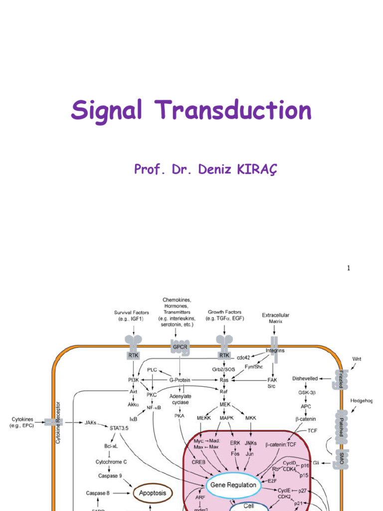 Signal Transduction Pathway | PDF | Cell Signaling | Kinase