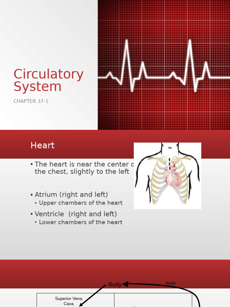 HBS-Circulatory System | PDF | Atrium (Heart) | Heart Valve