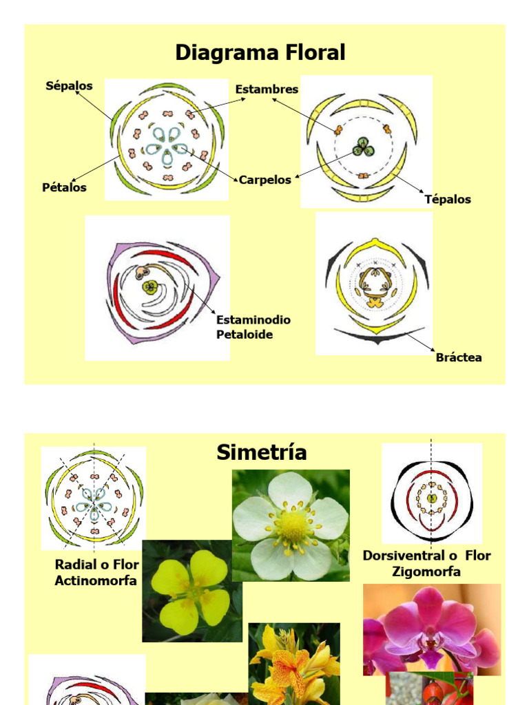 Cap. IV Bo - 4. Simetria Diagrama Formula | PDF