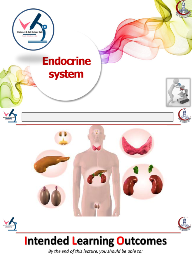 Practical Histo Slides Endocrine-4. | PDF | Pancreas | Endocrine System