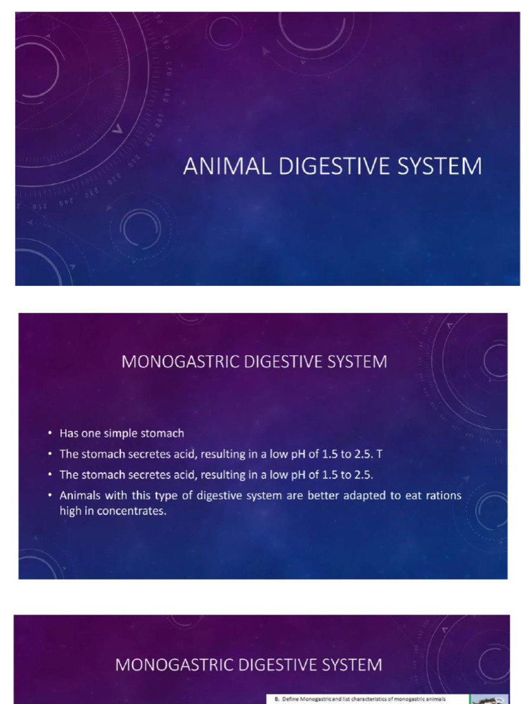 Animal Digestive System | PDF