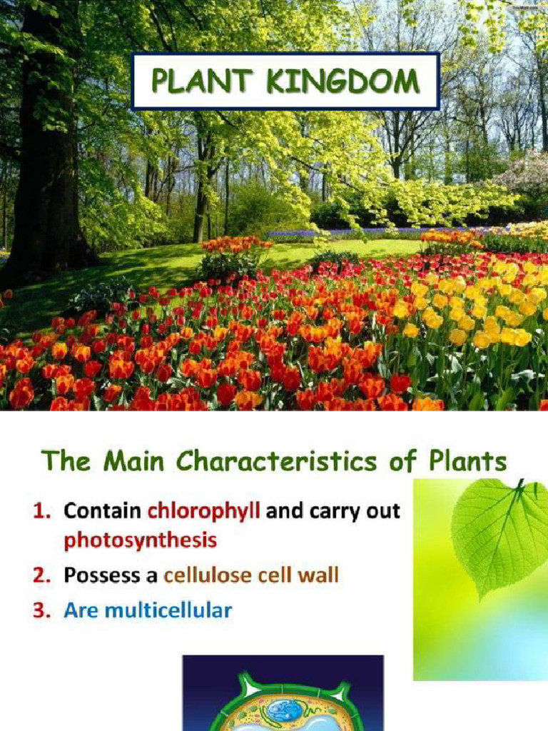 Plant Classification | PDF