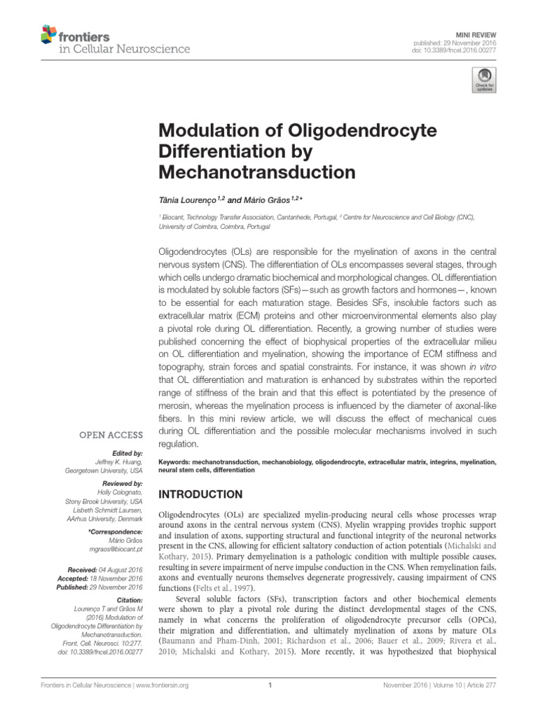 Modulation of Oligodendrocyte Differentiation by Mechanotransduction ...