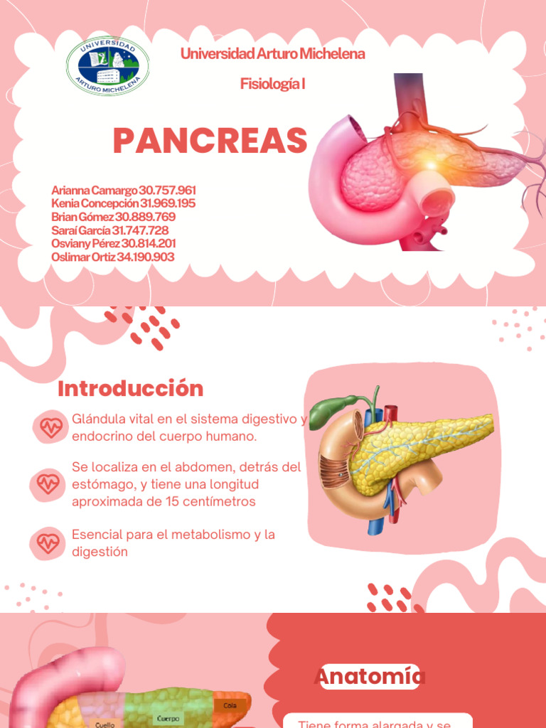 Funciones y Anatomía del Páncreas | PDF | Páncreas | Digestión