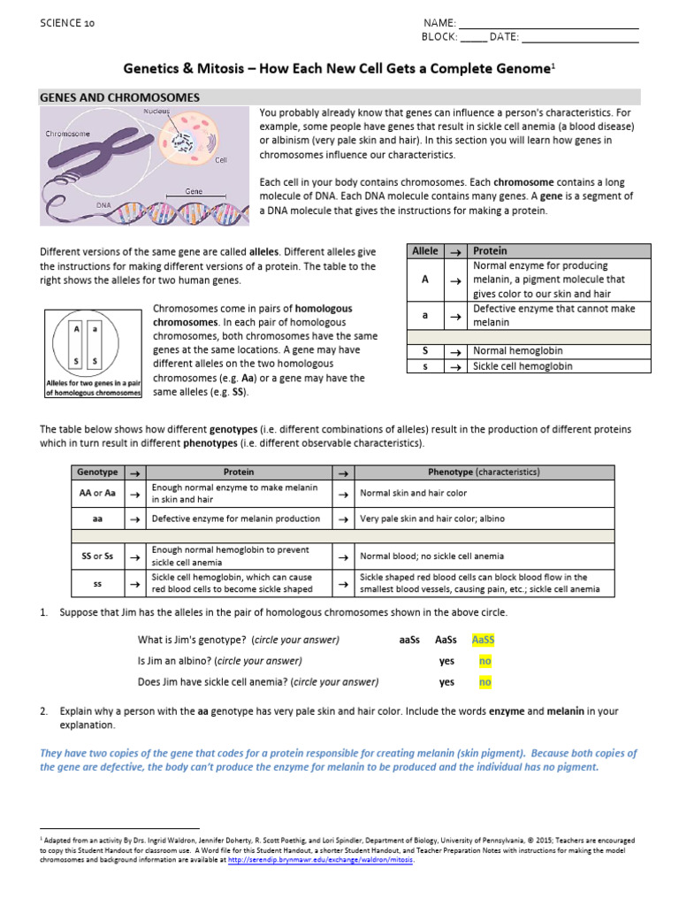 6 Mitosis and Genetics Lesson 6 Key | PDF | Mitosis | Chromosome