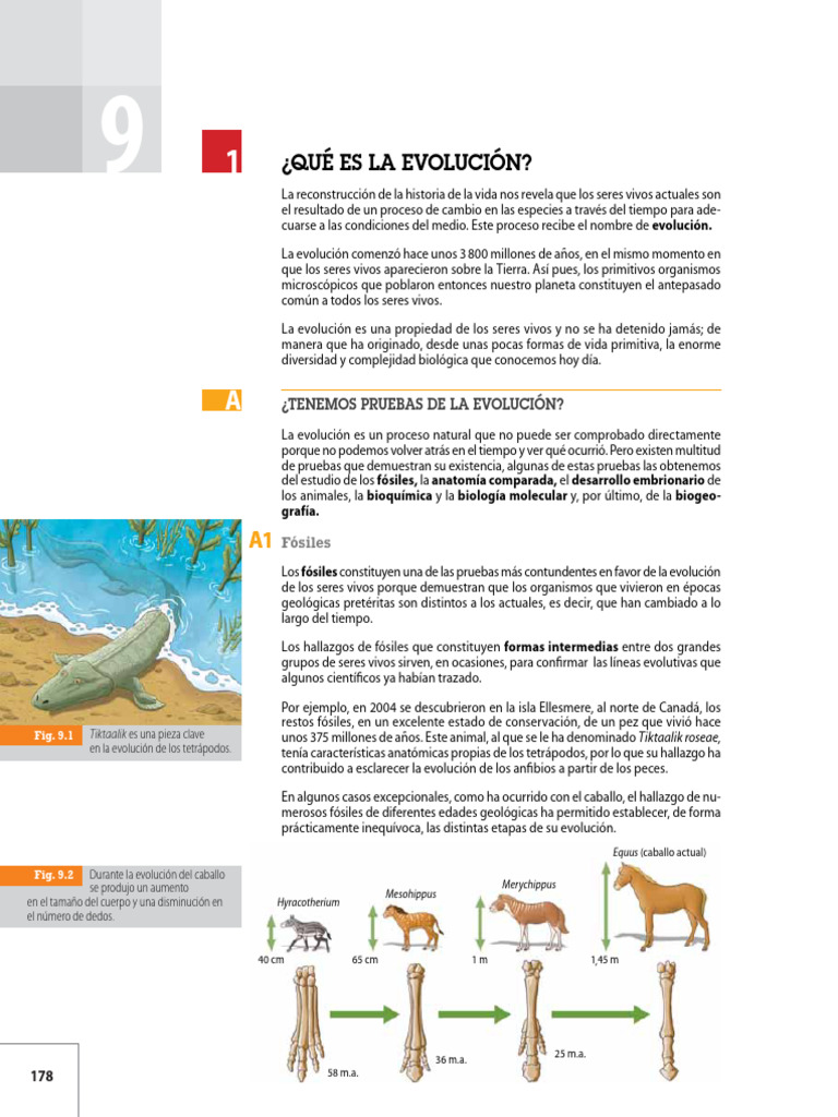 Pruebas de la Evolución Biológica | PDF | Homo | Evolución