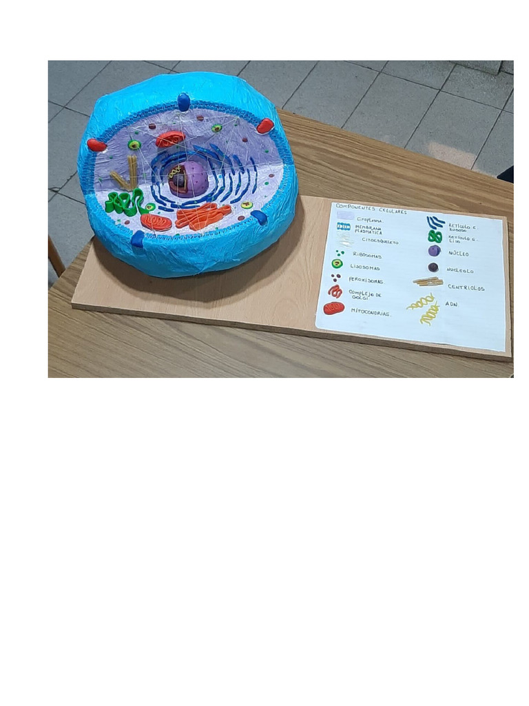 Modelo Tridimensional de Celula Eucariota Animal - Bravo Carla | PDF