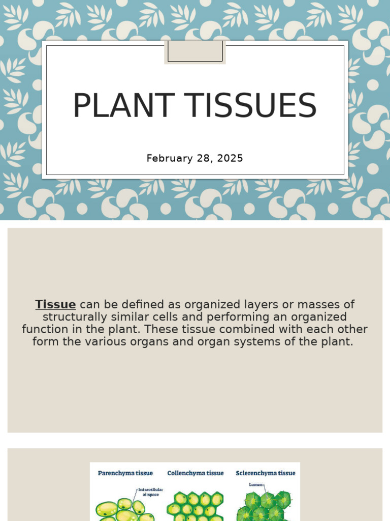 434564645-Plant-Tissues-Ppt | PDF | Tissue (Biology) | Plant Morphology