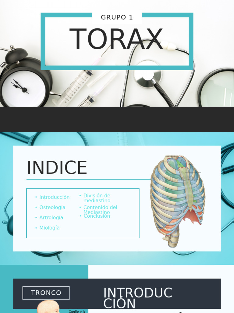 Anatomía del Tórax: Estructura y Función | PDF | Articulación | La ...