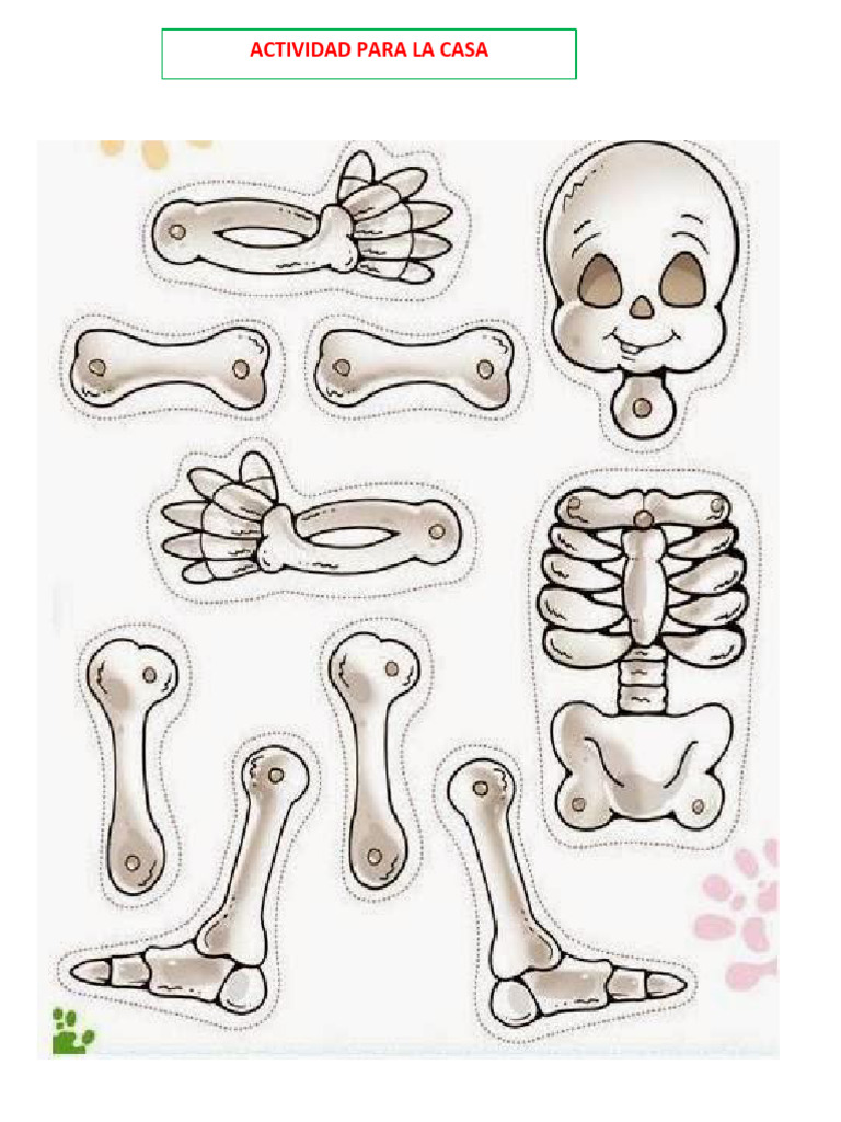 Esqueleto Armable | PDF