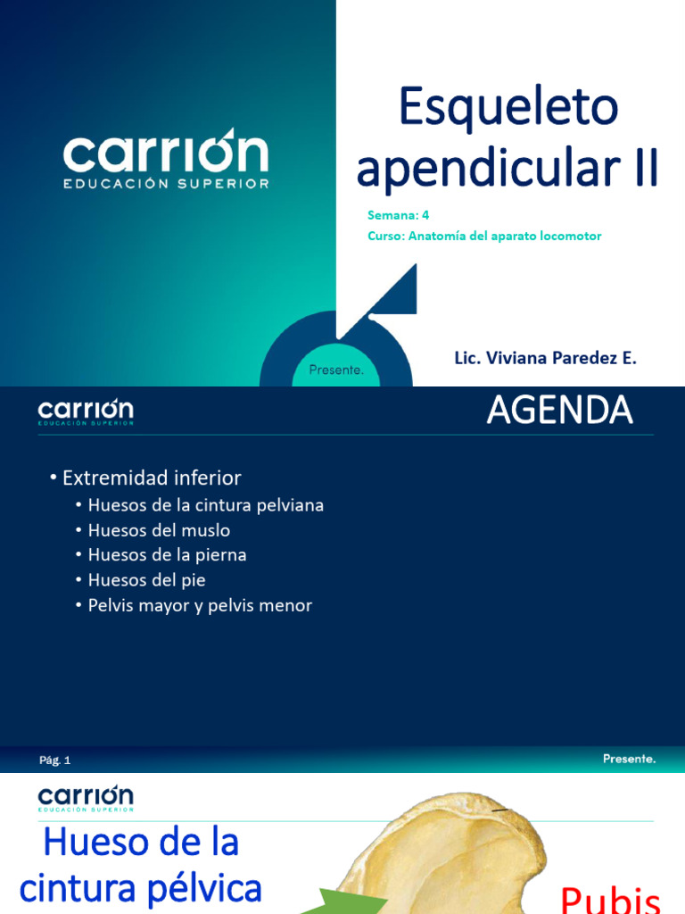 4 Esqueleto Apendicular II | PDF