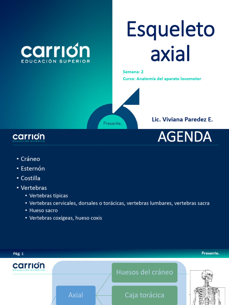 2_Esqueleto_axial | PDF