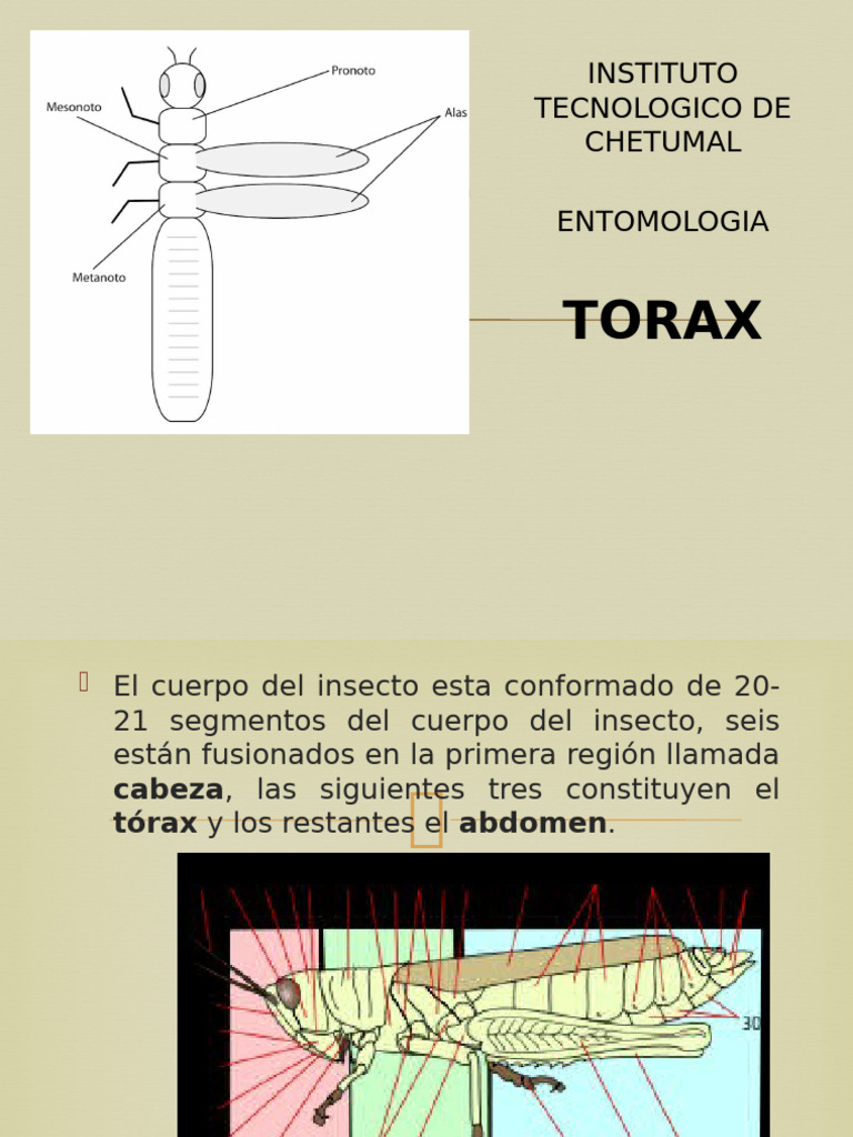 Torax | PDF | Insectos | Artropodología
