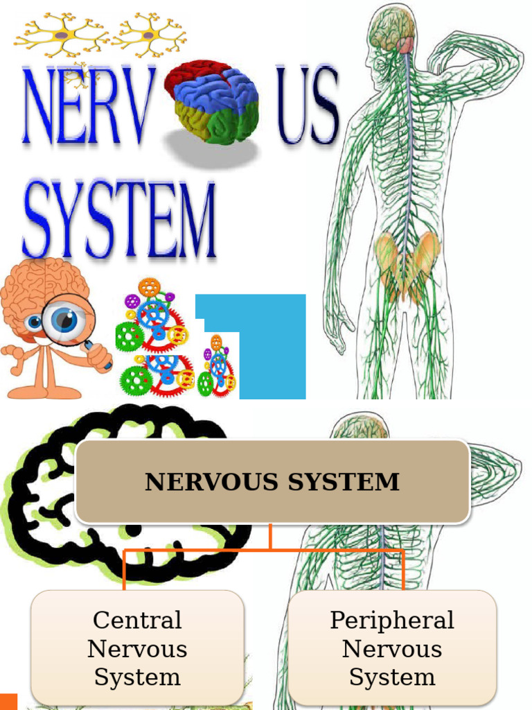 Week 1.3 - Nervous Syste 180803202833 | PDF | Central Nervous System ...