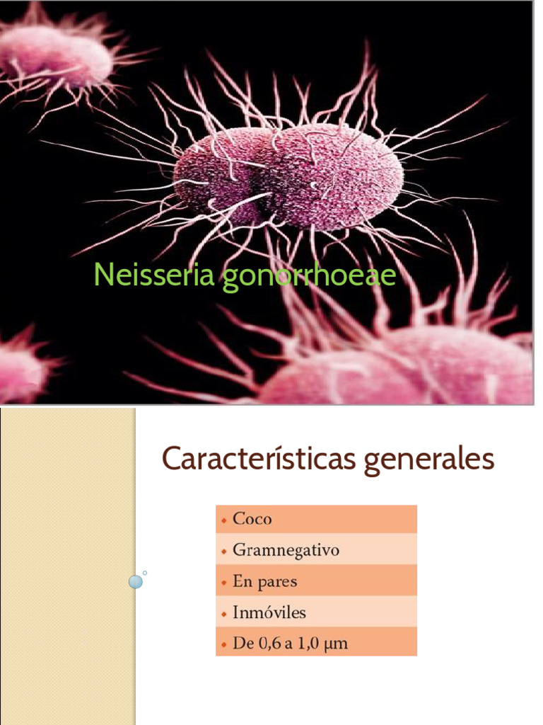 Neisseria Gonorrhoeae | PDF | Especialidades Medicas | Microbiología