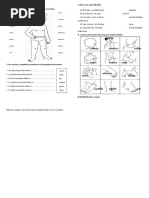 Vocabulario Del Cuerpo | PDF