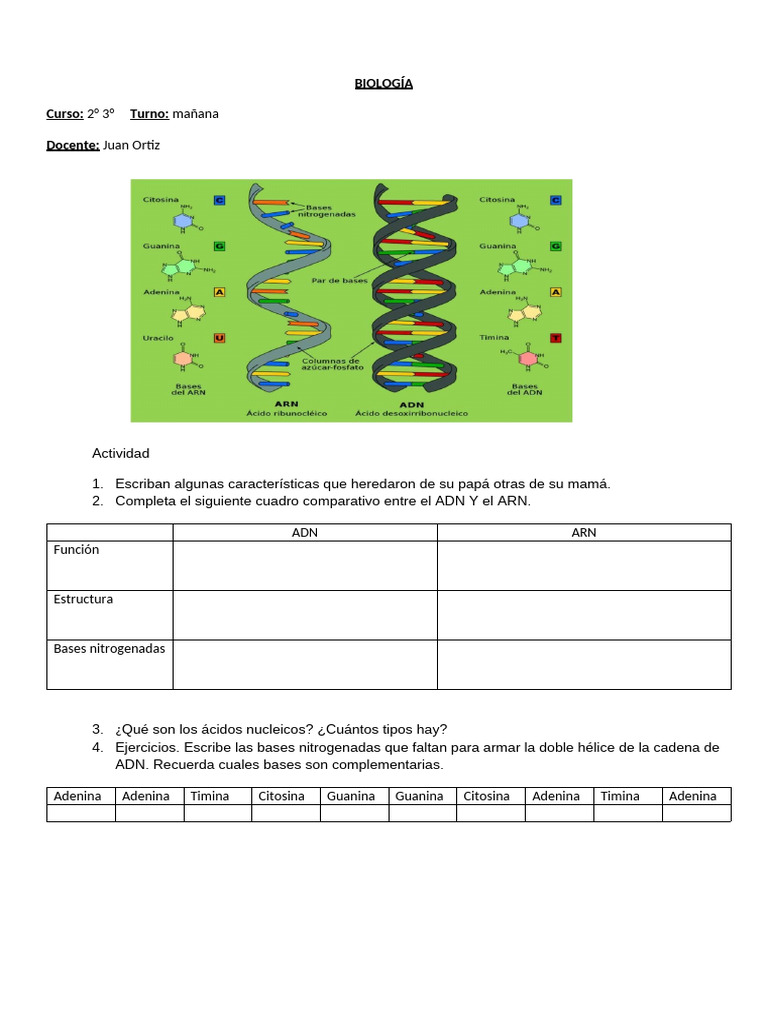 Actividad de Biologia para Segundo Año. ADN | PDF