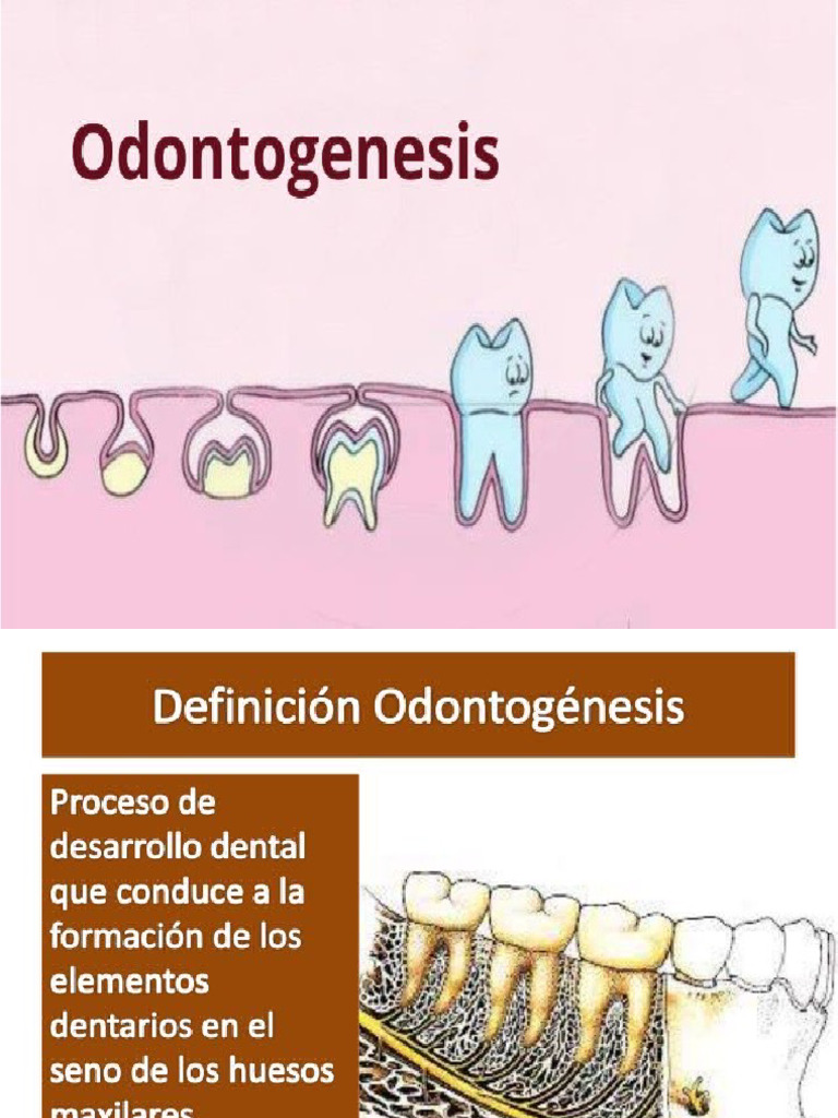 ODONTOGENESIS | PDF