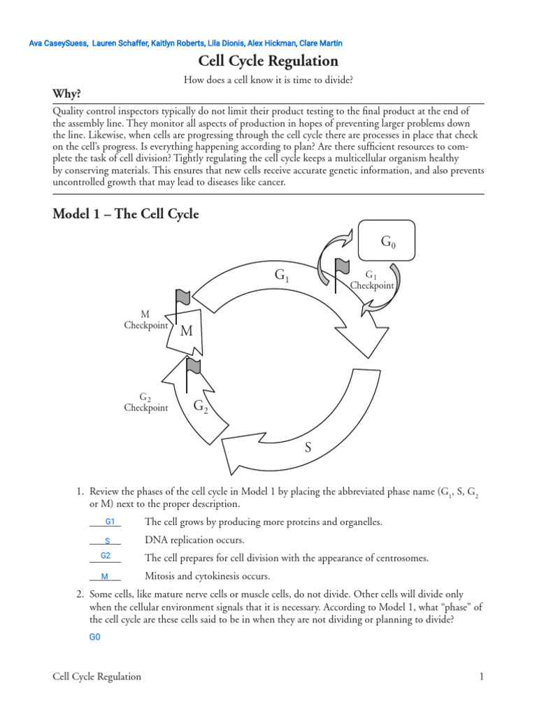 Kami Export - Cell Cycle Regulation-POGIL - Answers | PDF | Cell Cycle ...