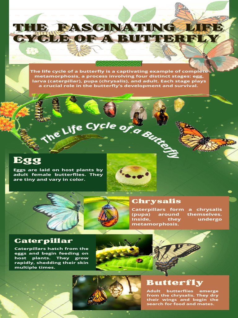 The Fascinating Life Cycle of A Butterfly From Egg To Adult ...