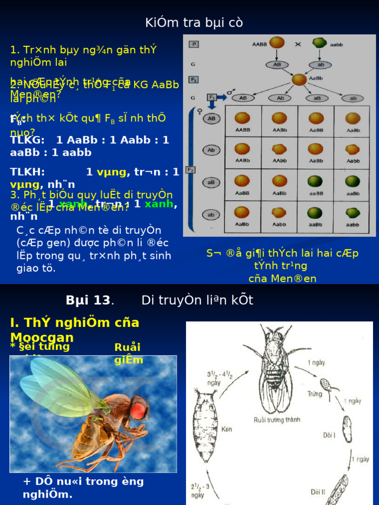 Bai 13 Di Truyen Lien Ket | PDF