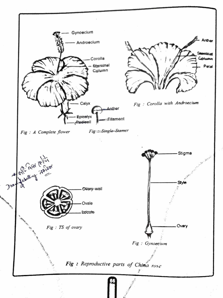 Practical Exp.1 | PDF