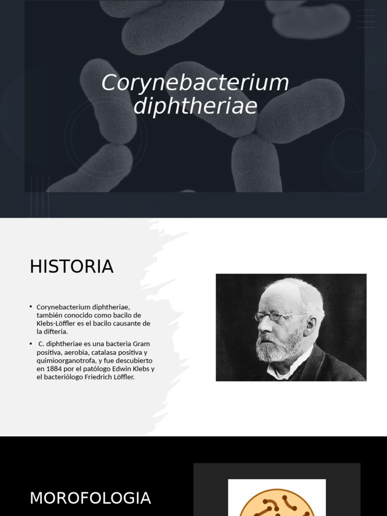 Corynebacterium diphtheriae y Difteria | PDF | Inmunología ...
