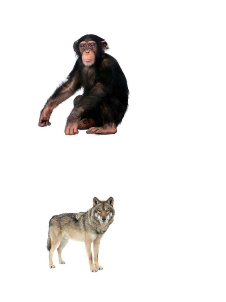 Animales Imprimir Pdf