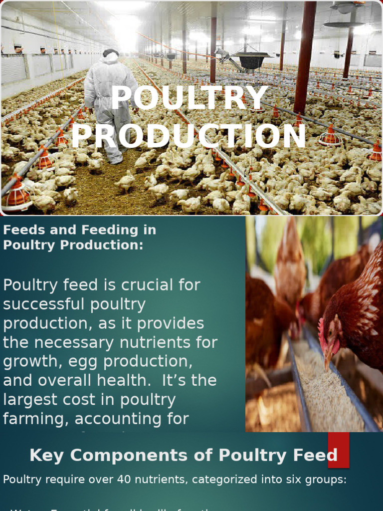 Essential Poultry Feed Management Guide | PDF | Pest Control | Wound