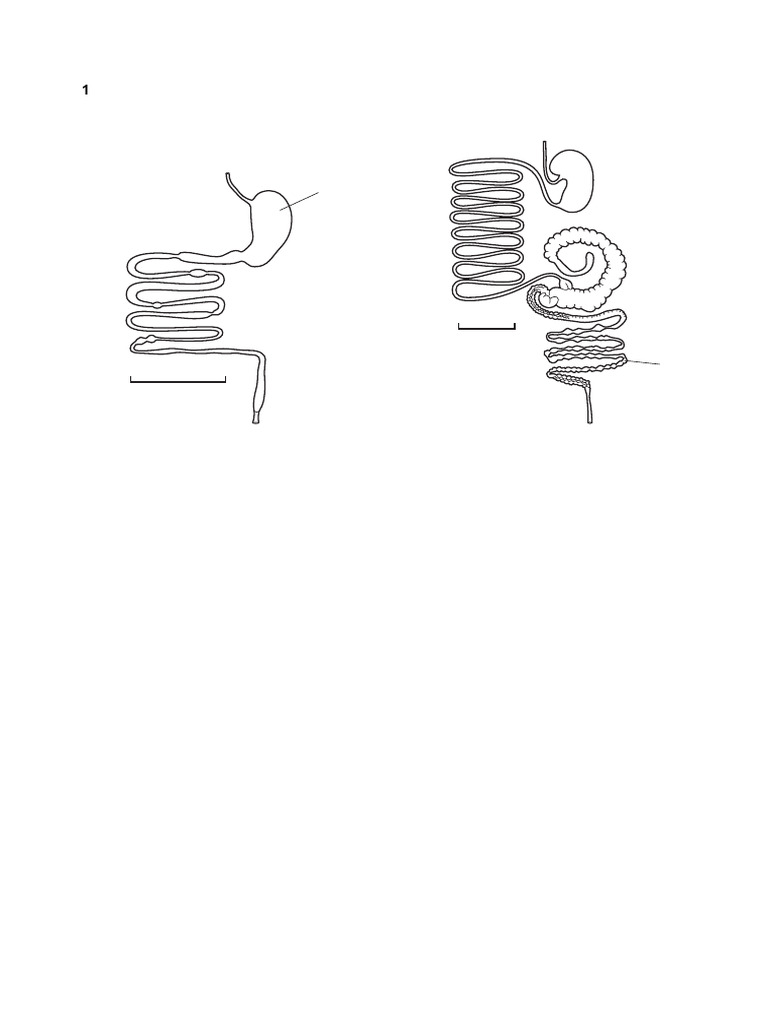 Biology CIE IGCSE Unit 7 Human Nutrition | PDF | Digestion | Glucose