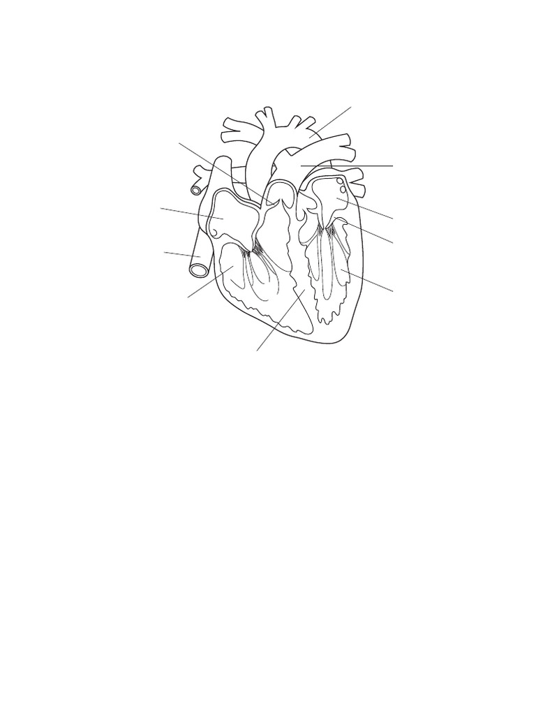 Biology CIE IGCSE Chapter 9 Transport in Animals | PDF | Heart | Artery