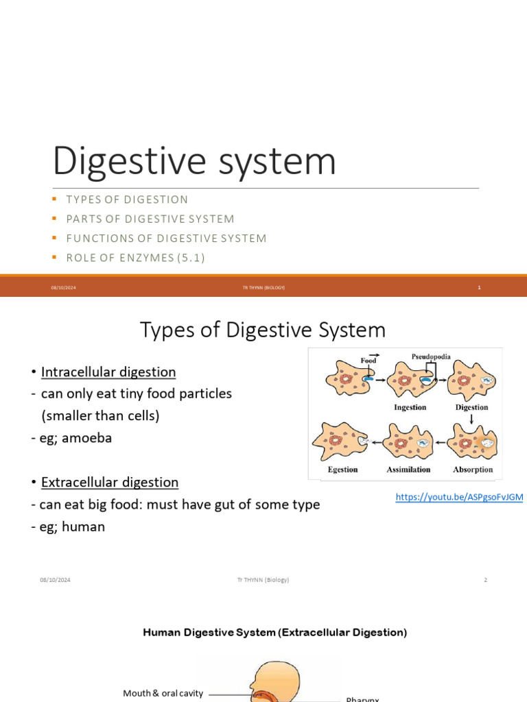 Overview of the Human Digestive System | PDF | Enzyme ...