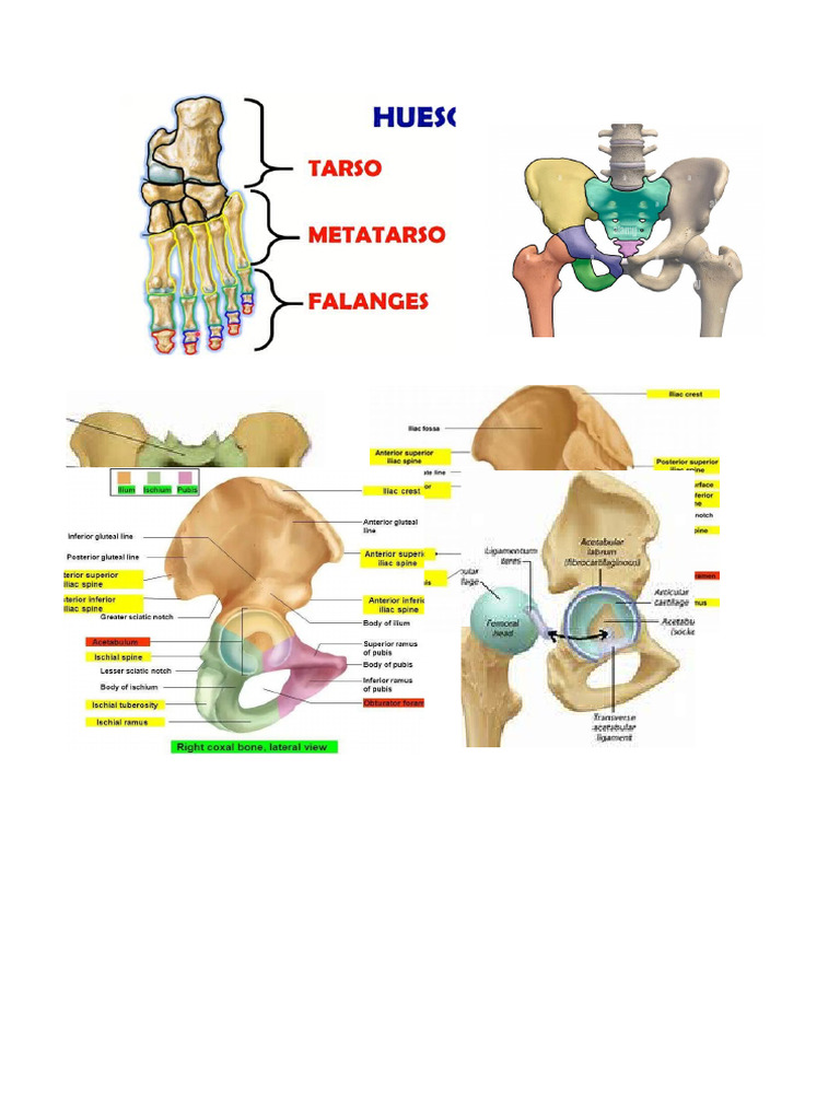 Pelvis y Miembro Inferior | PDF