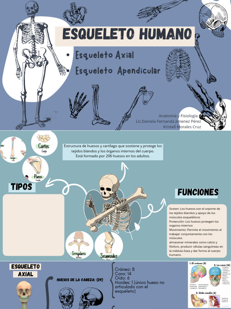 Esqueleto Humano | PDF | Esqueleto | Hueso