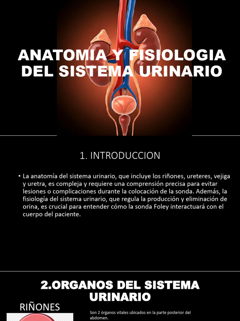 Anatomia y Fisiologia Del Sistema Urinario | PDF | Sistema urinario | Riñón