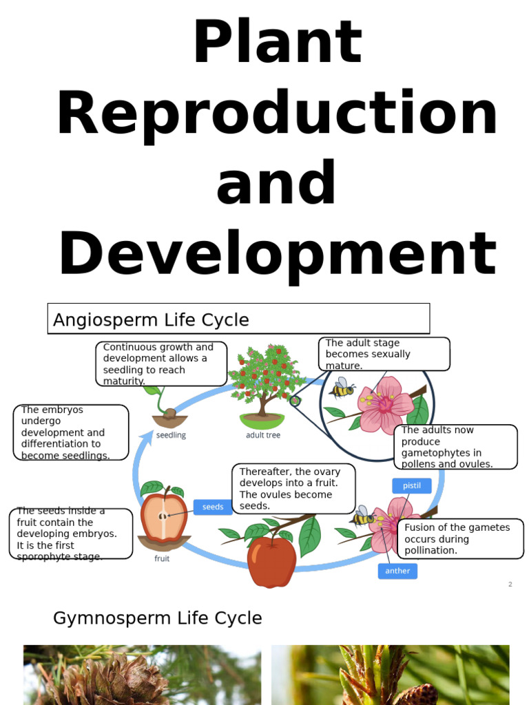 GENBIO2 Plant Reproduction and Development PART 2 | PDF | Plant ...