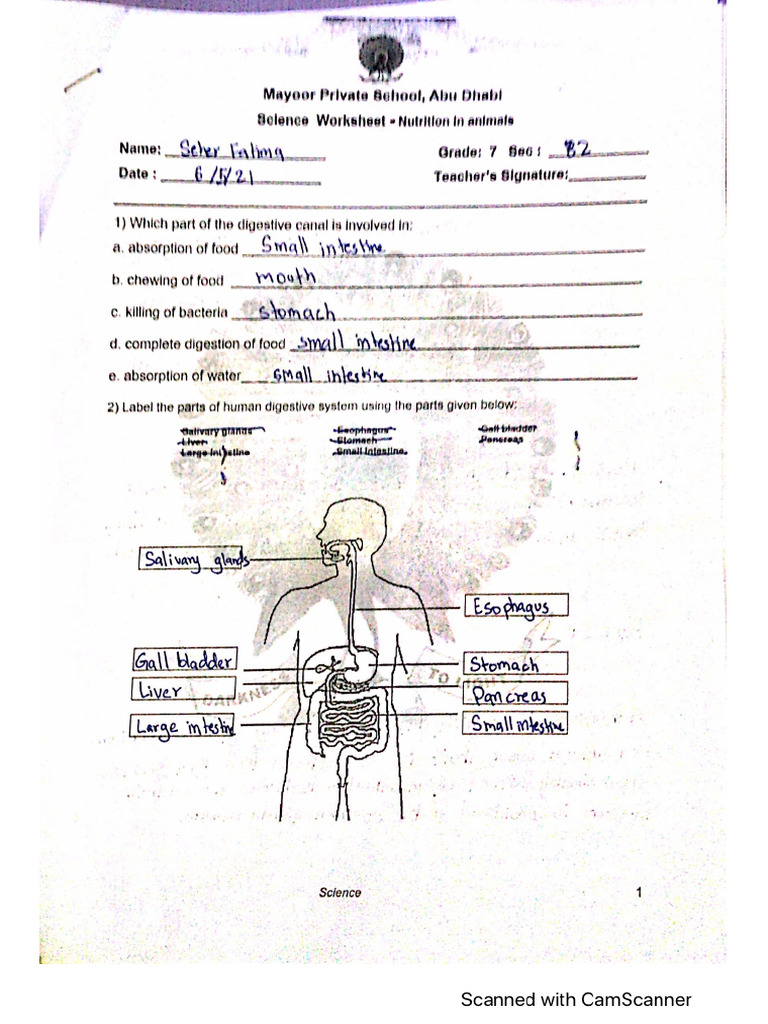 7b2 Nutrition in Animals Wo | PDF