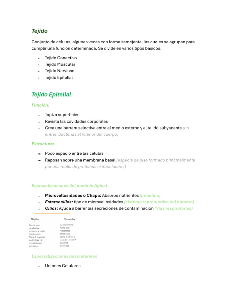 Histo 3 | PDF | Epitelio | Tejido conectivo