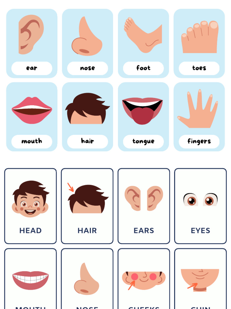 Body Parts Science Flashcards in Illustrative Style | PDF
