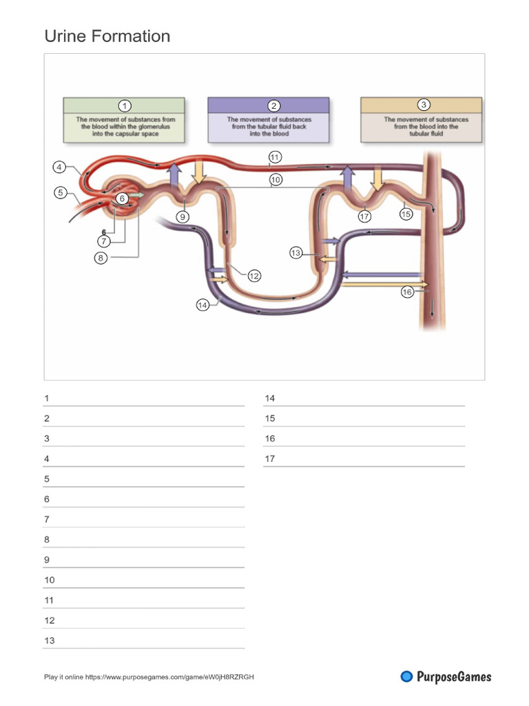 Urine Formation | PDF