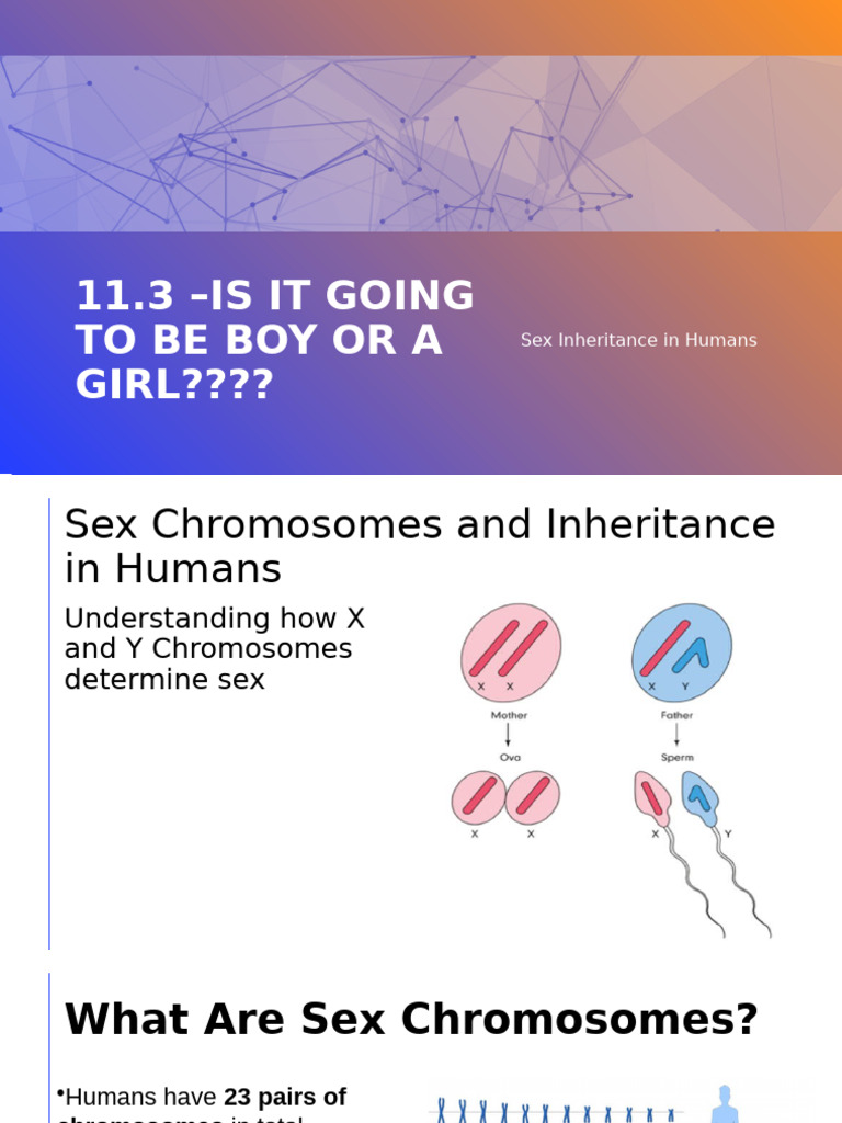 11 3 Sex Inheritance In Humans Pdf