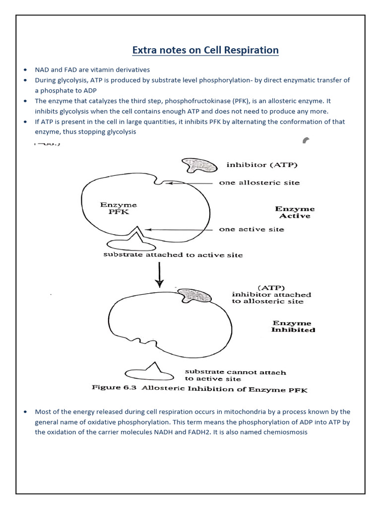 Extra Notes On Cell Respiration | PDF